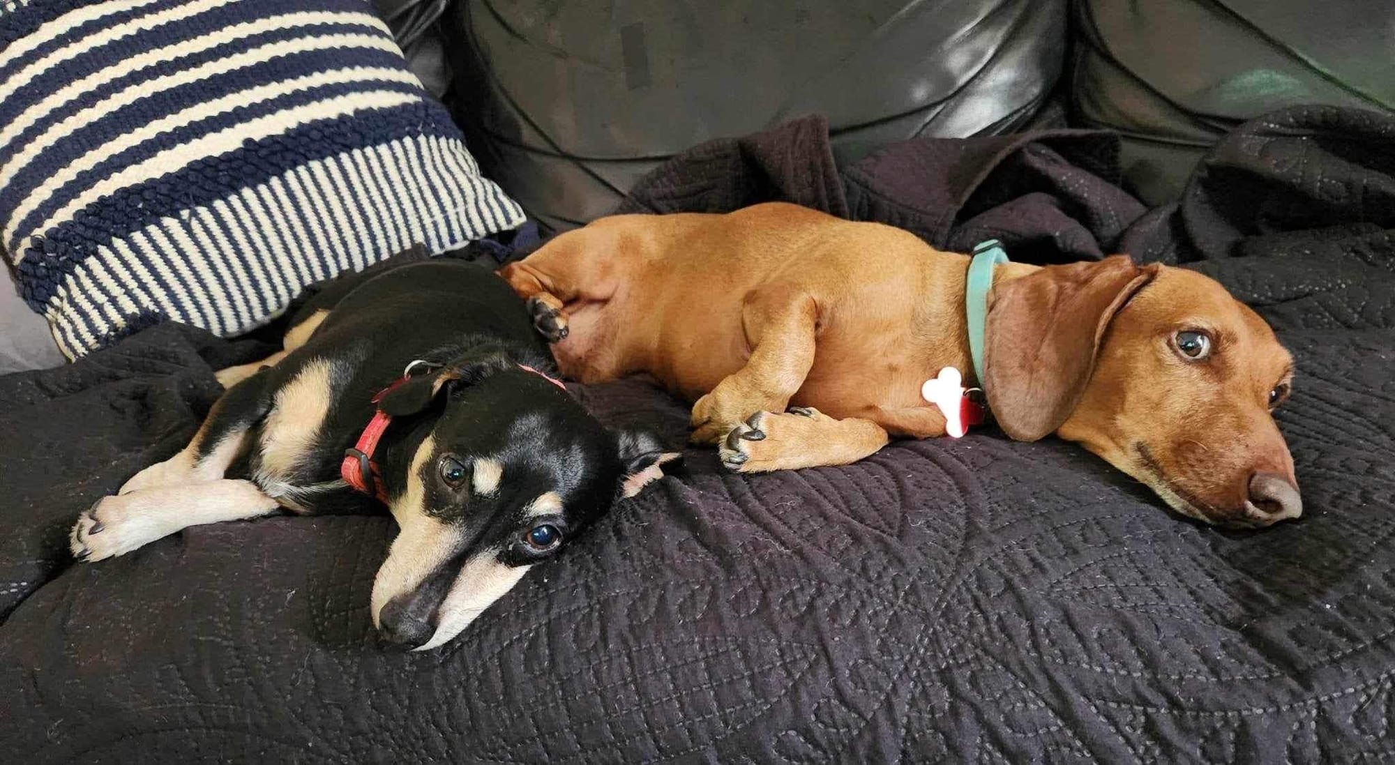 BOSTON AND YOGI -ADORABLE BONDED PAIR