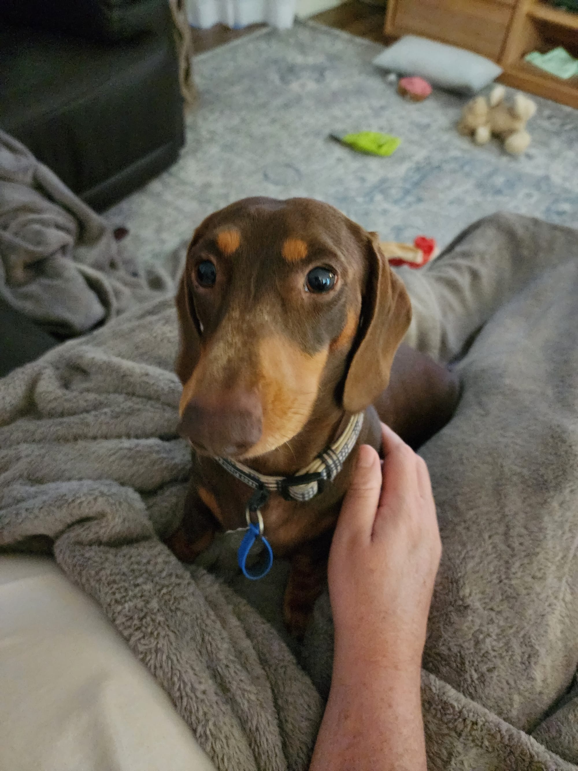 CHESTER – SMOOTH MALE CHOCOLATE AND TAN MINIATURE - 5 ½ YEARS DOB 21/11 ...