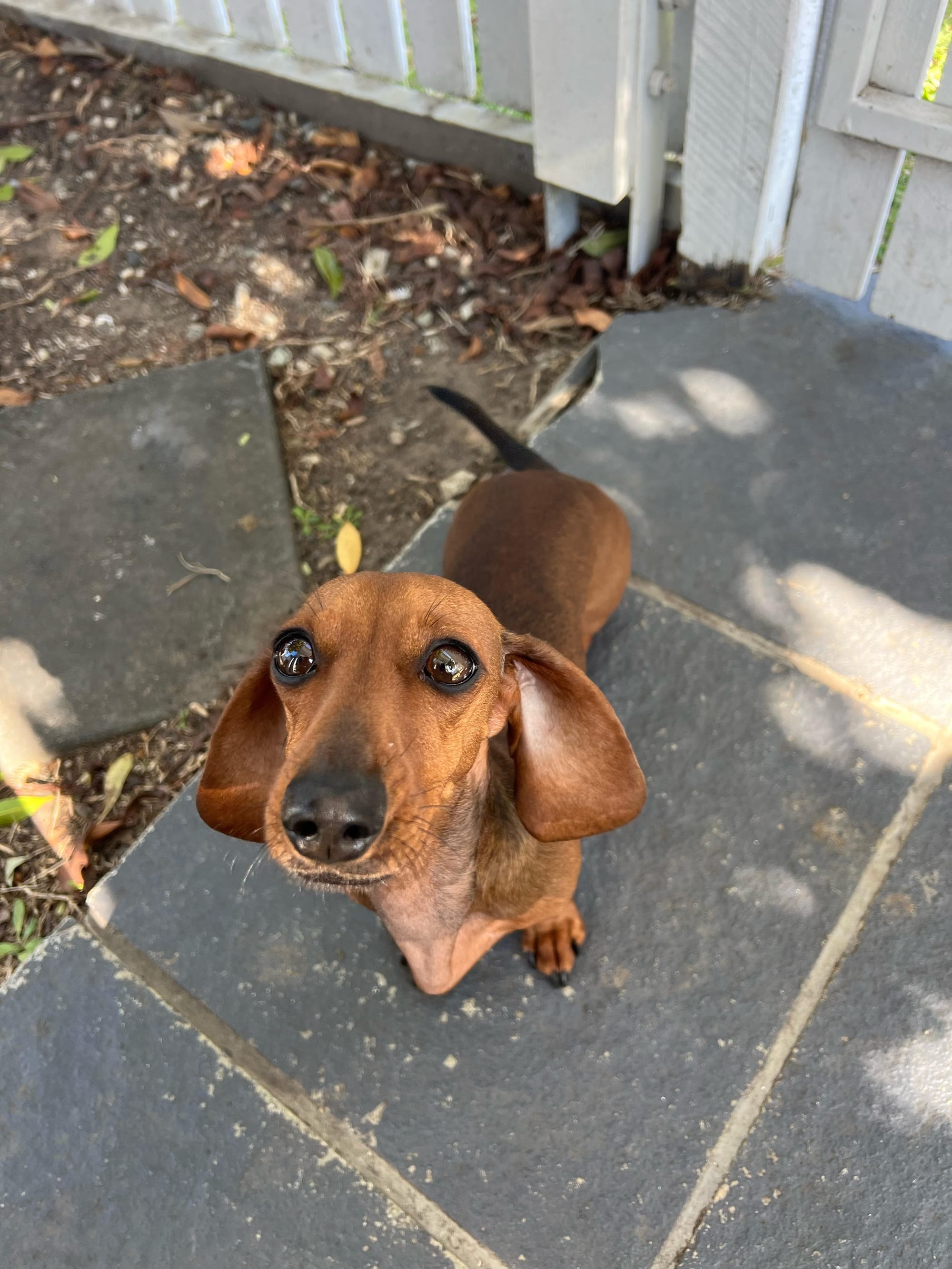 Nell (Nellie) 3 years - Female Smooth Red - DOB 01/02/21 - 3.7Kg *ON ...