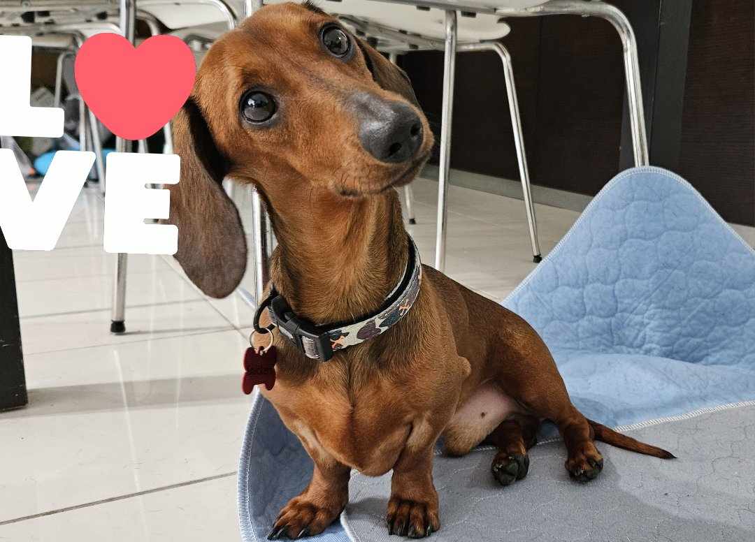 Snickers - 1 yr 9 mths - Smooth Red Mini Male - DOB - 28/01/23 - 5 ...