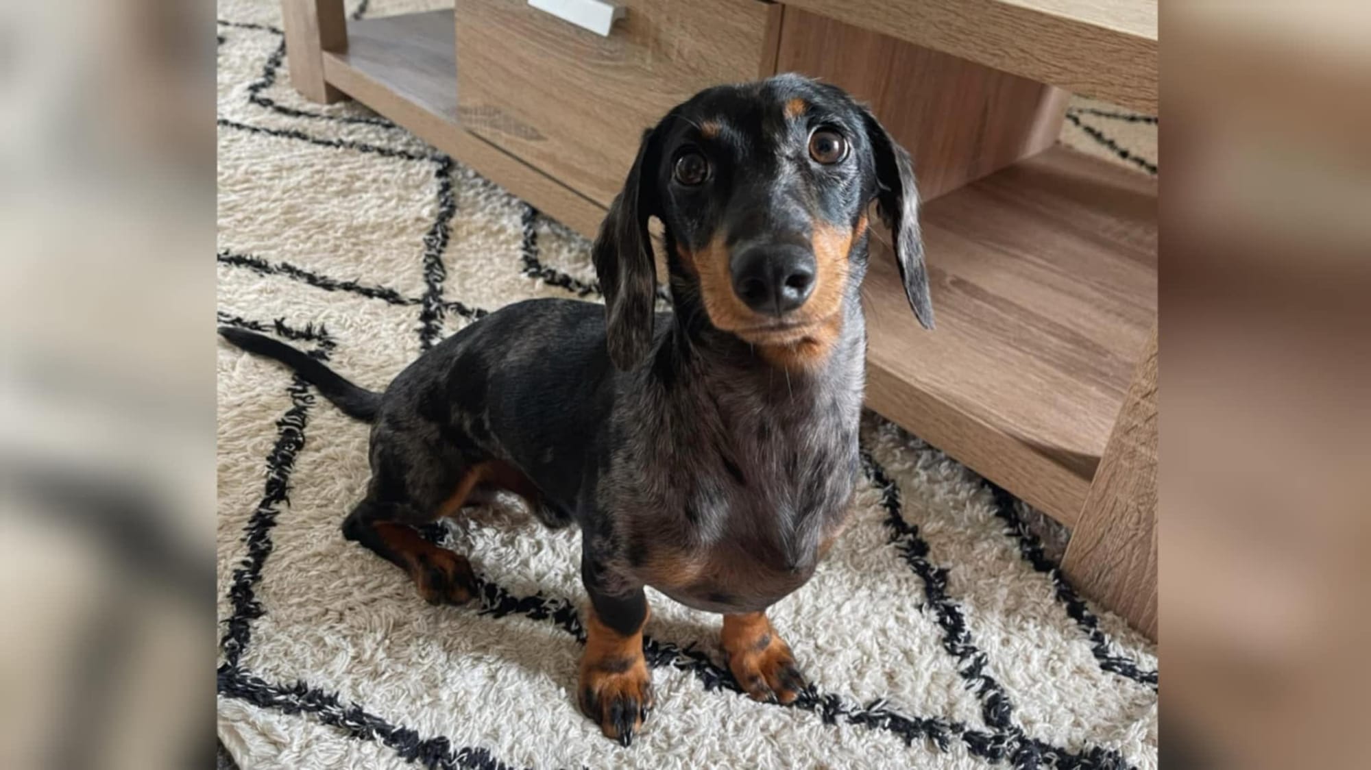 Arlo - 2 1/2yrs - Silver Dapple Miniature Smooth - DOB - 06/05/23 - 4.5kgs ***ADOPTED***