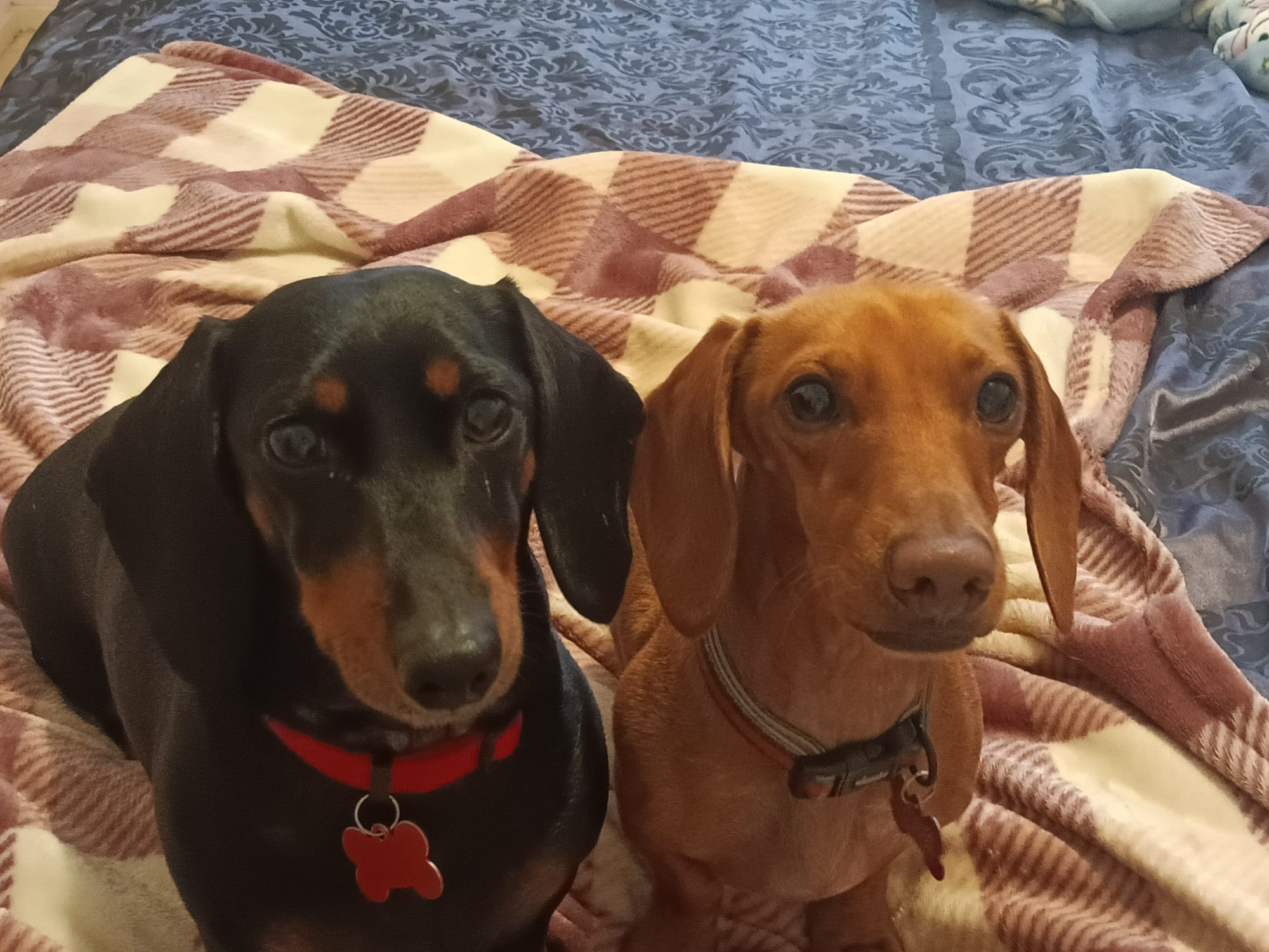 Walter 4yrs - Black/Tan and Clyde 2 yrs Red - Bonded Pair