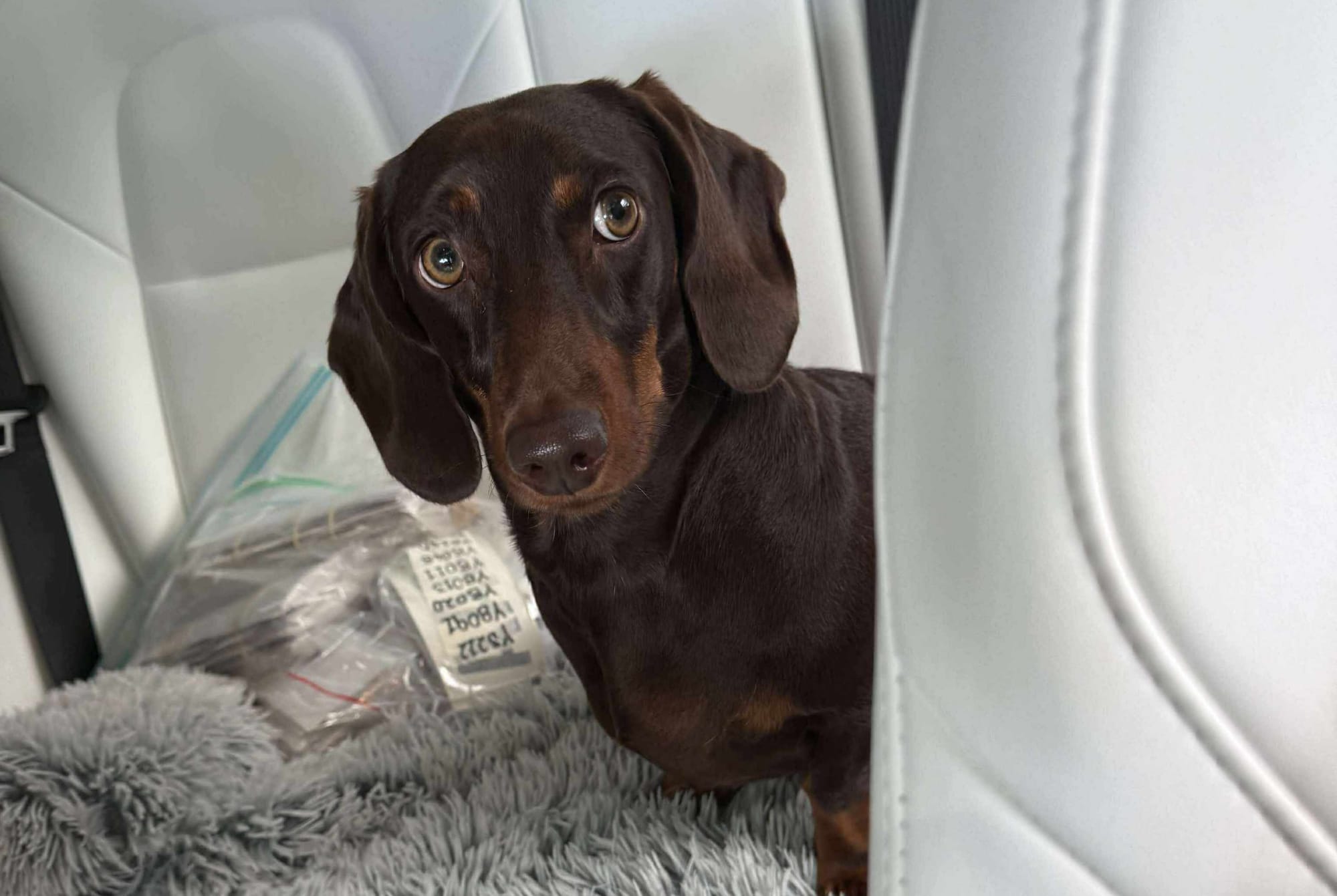 Winston - 3yrs - Chocolate and Tan Smooth - DOB 24/10/22 - 9.5kg ...