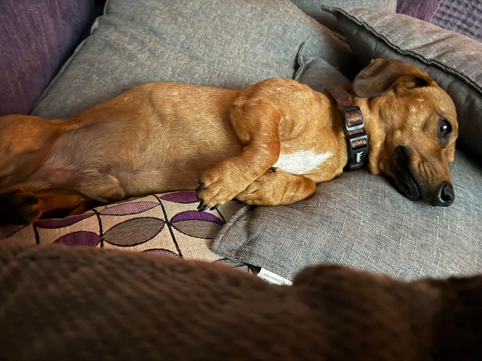 Randy- 1 yr 3 mths old-Smooth hair red- DOB- 19/08/24 5.7kg ** Safely Rehomed**