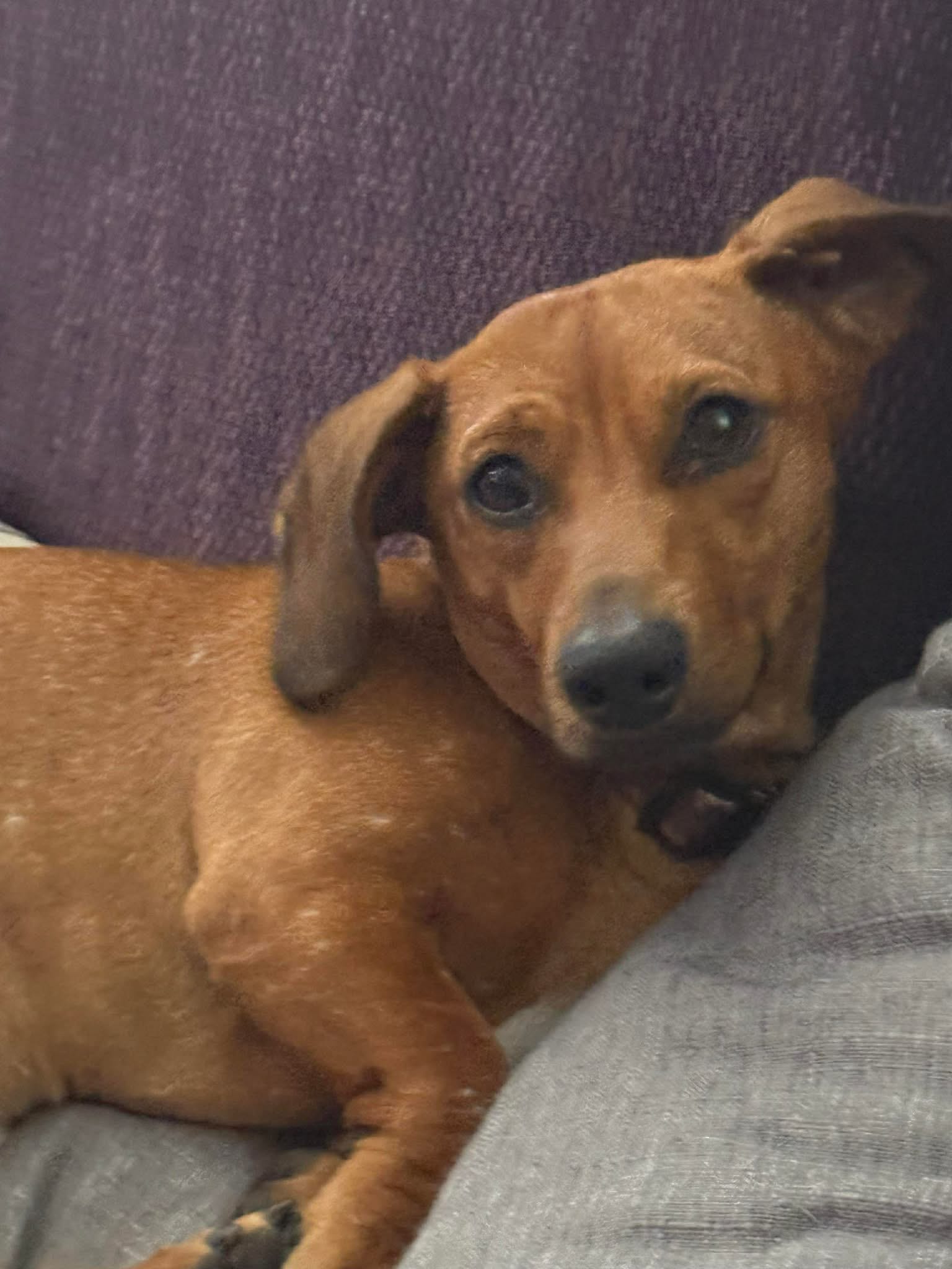 Randy- 1 year 3 months old-Short haired red- DOB- 19/08/24 5.7kg