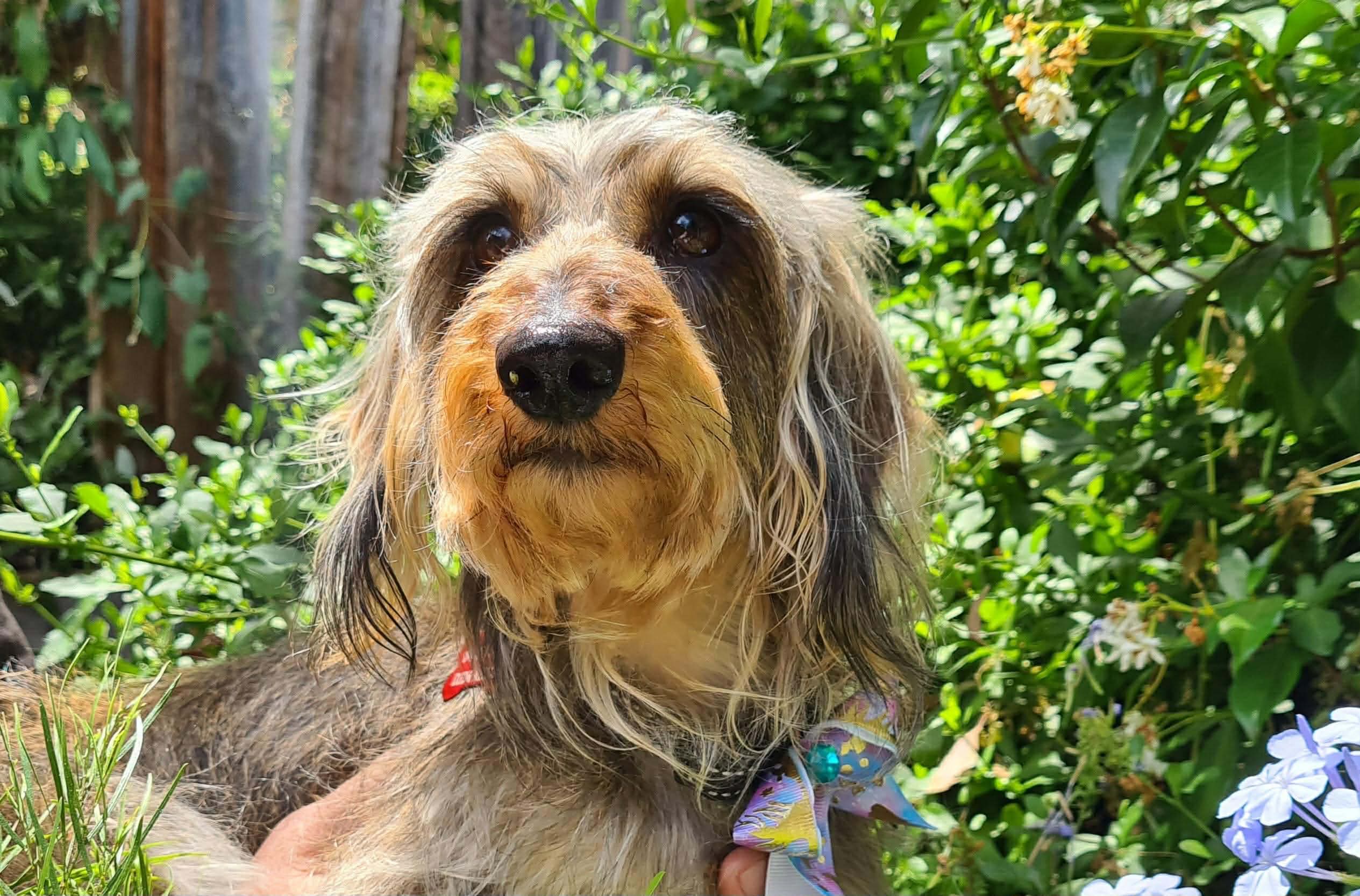 Violet - 6yrs - Wild Boar Silky Wirehair - DOB - 01/10/19 - 5.2kg