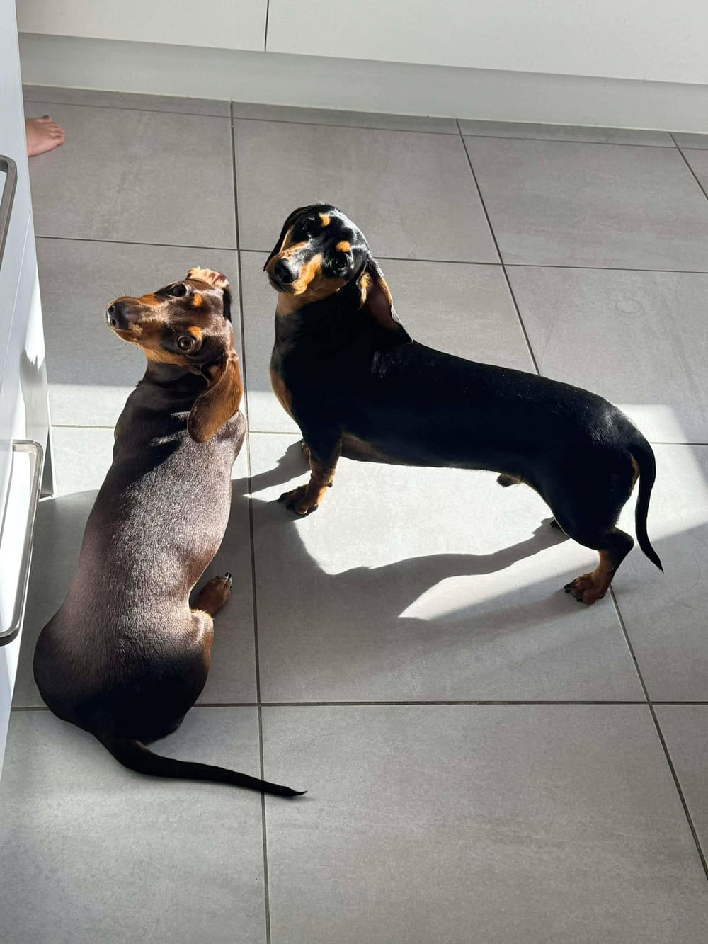 Crumb and Toby Bonded Siblings - 18 mths - Crumb Chocolate/Tan Female ...