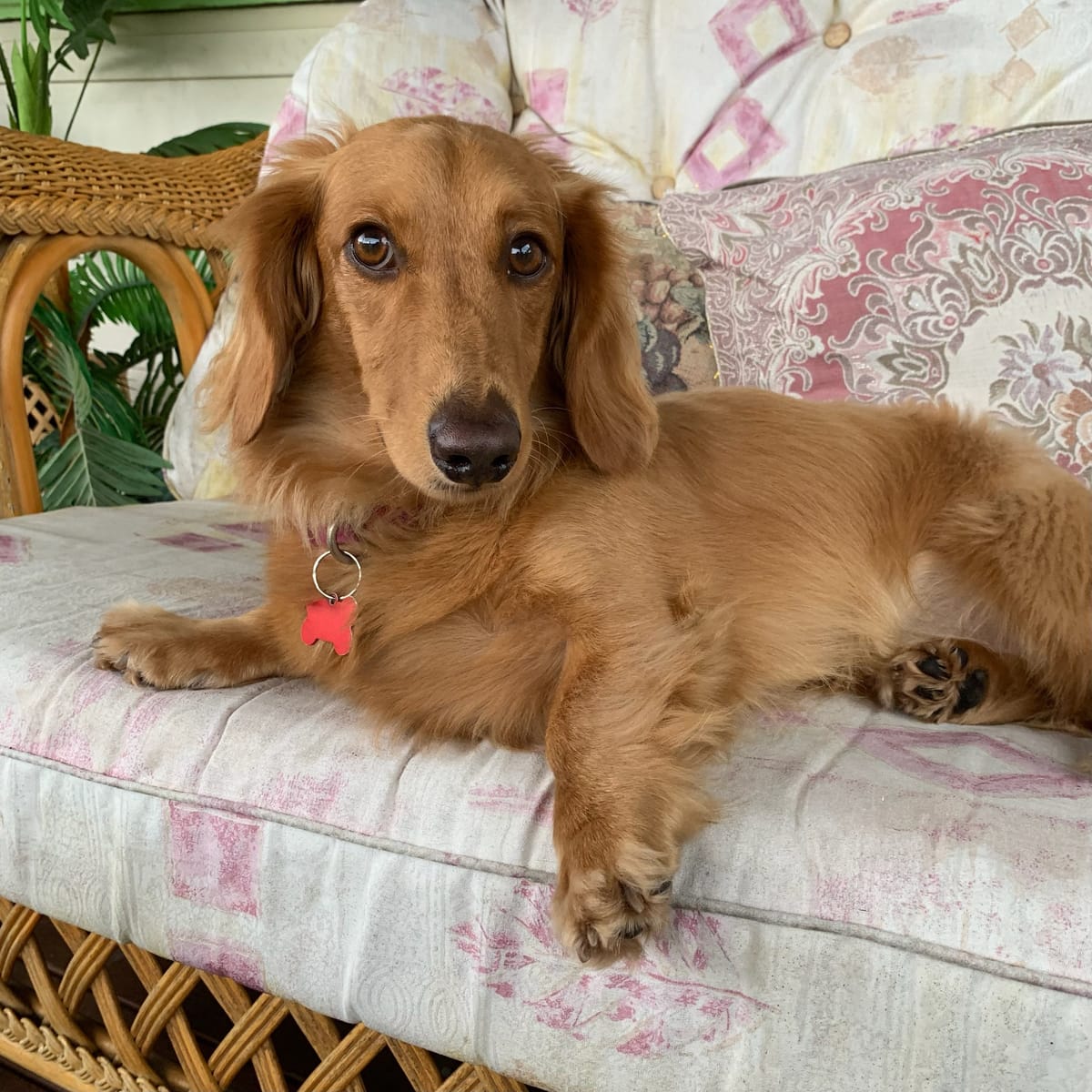 Monty - 2 yrs 7 mths - shaded red long hair male miniature - DOB - 30 ...
