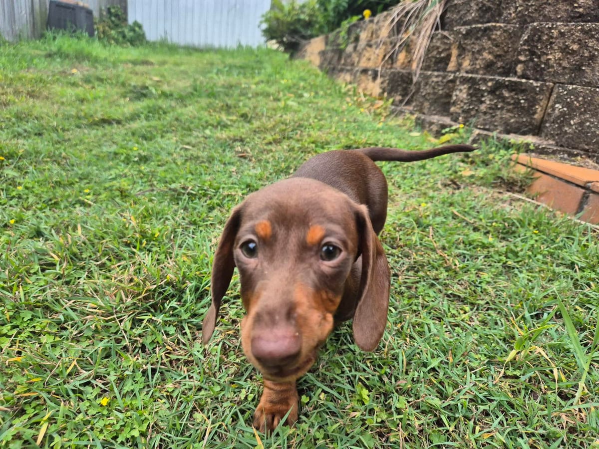 Tessie - 13 weeks - Choc/Tan smooth - DOB -29/06/25 - 2.7kg**on trial ...