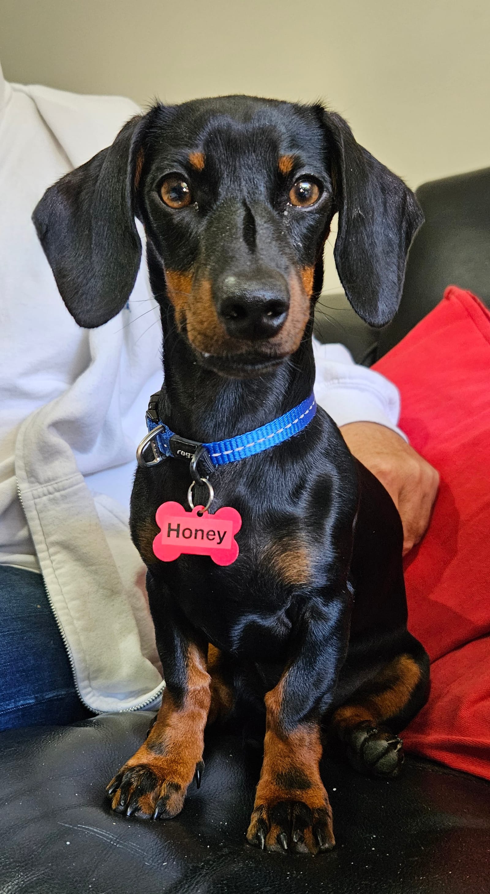 Devoted 2 Dachshunds Rescue®