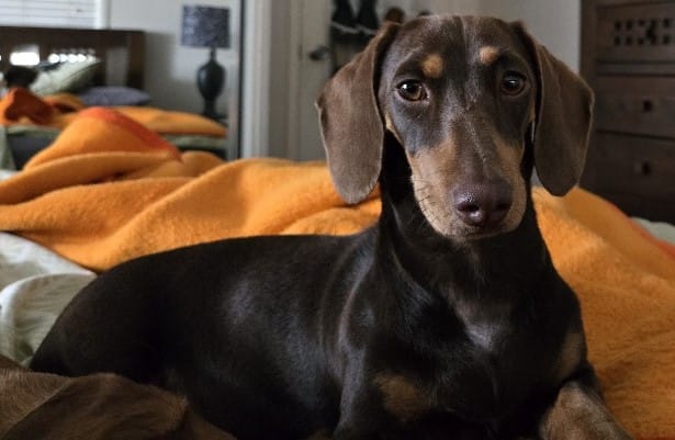 Devoted 2 Dachshunds Rescue®