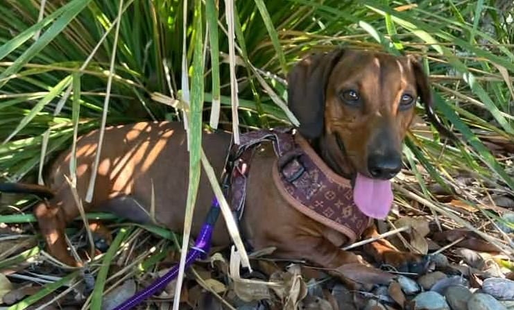 Chorizo - 4 yrs - Red smooth male - DOB 04/10/21 - 8.5kg